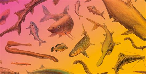 Fish Migration Living Planet Index For Migratory Freshwater Fish