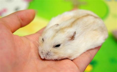 햄스터 종류 및 분양 방법 알아보기 D 네이버 블로그