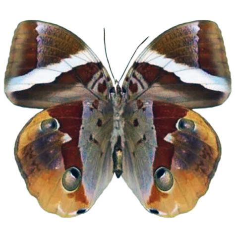 Bicbugs Thauria Aliris Verso Red Orange Butterfly Malaysia