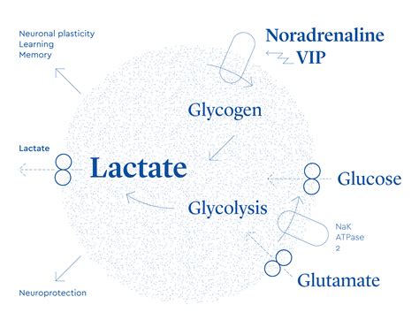 What Is The Role Of Brain Glycogen In Memory And Learning Health Sleep