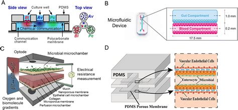 Organoidsorgans On A Chip New Frontiers Of Intestinal Pathophysiological Models Lab On A