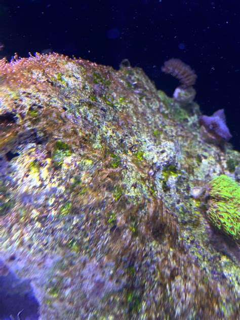 Need Help Identifying What Kind Of Algae This Is R Reeftank