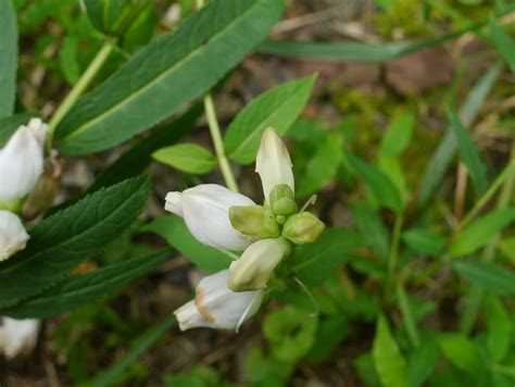 Turtlehead Identify That Plant
