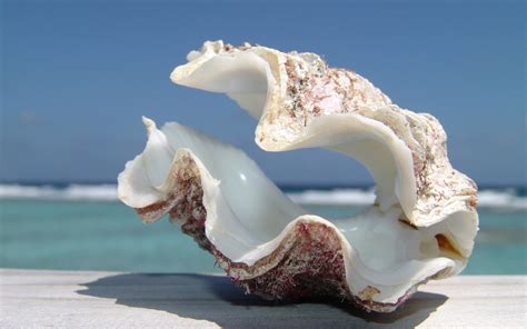 Wallpaper Shell Sea Beach Sky 2560x1600 Goodfon 735545 Hd