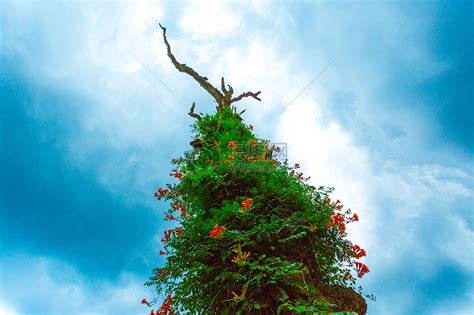 树高清图片下载 正版图片500431314 摄图网