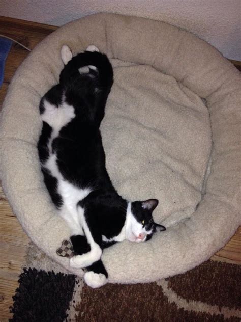 Freddy Bachmann Bachmannfreddy Twitter