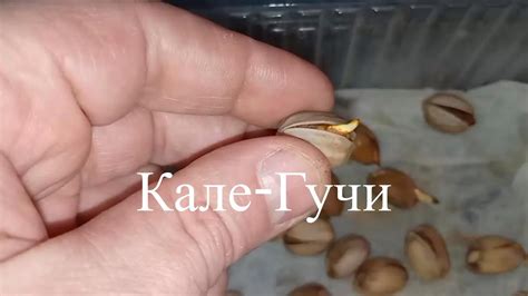 Иранская крупная фисташка Кале Гучи - YouTube