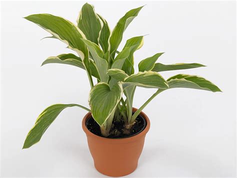 Hosta Varieties Global Flowers Club