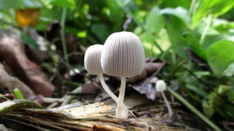 Minor Update 2 For Vivaldi Android Browser 6 9 Vivaldi Browser