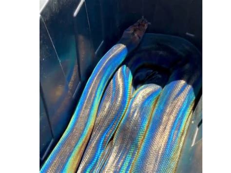 Rainbow Reticulated Python Living Life Reflecting Art Video Of A Rainbow Coloured Python
