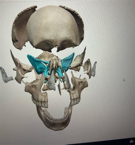 Solved Identify The Following Structures Please Chegg