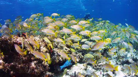 Lithium Ion Battery Charging Best Practices Bigblue