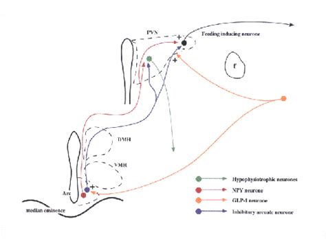 Line Diagram Summarizing Suggestive Neuronal Circuit Involved In
