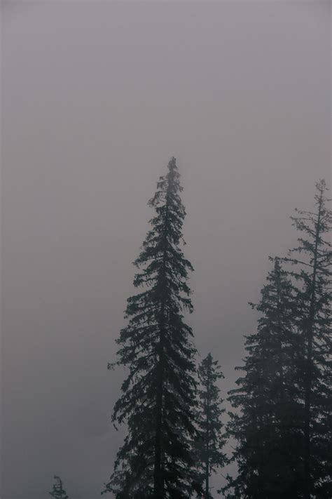 안개 숲 · 무료 스톡 사진