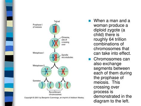 Unit 8 The Cellular Basis Of Reproduction And Inheritance Ppt Download