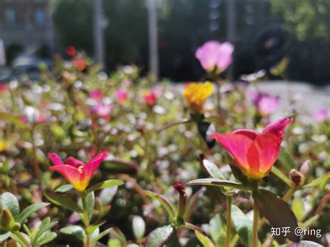 浮光掠影：我言秋日胜春朝之解放北园 知乎