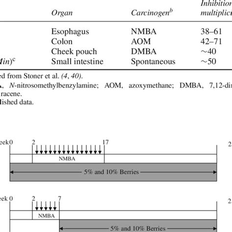 Effects Of 5 And 10 Black Raspberry Diets On Tumor Development In Download Table