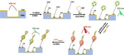 Schematic Illustration For The Preparation Of An Optical Dna Download Scientific Diagram