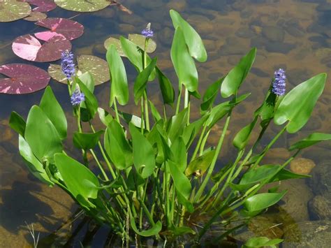 Pontederia Cordata Pickerel Weed Aquatic Plants Nursery