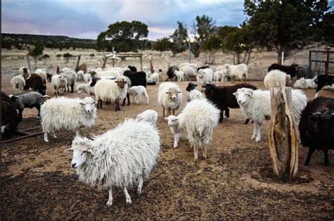 Navajo Churro Sheep And Wool 3 The Ethnic Home