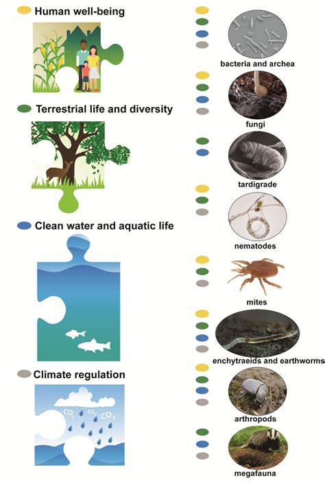 Soil Ecosystem Services Natural Capital Ecosystem Services And Soil