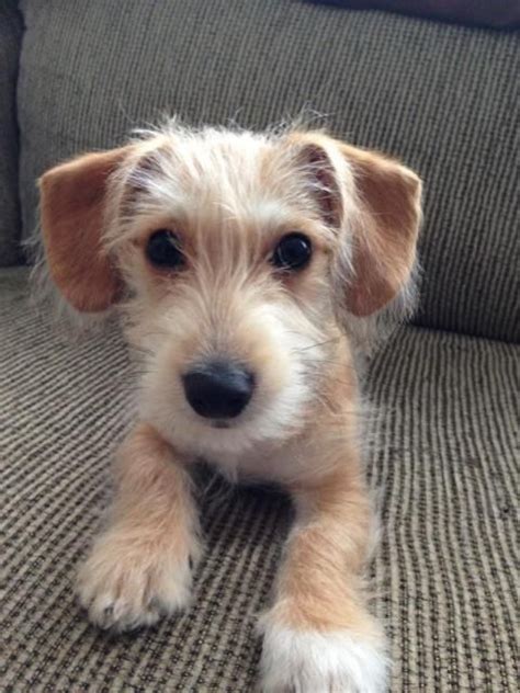 Dachshund Terrier Mix Puppies