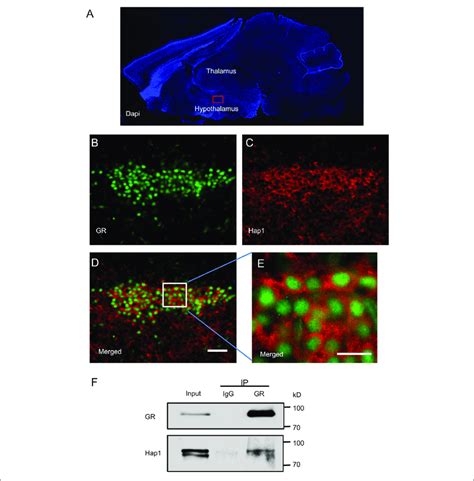 Interaction Of Huntingtin Associated Protein Hap With