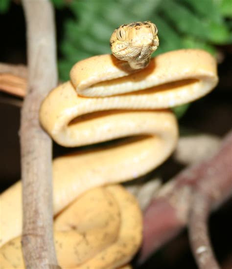 Chortulanus10 Fauna Exótica