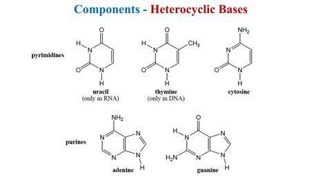 Biochemistry Lecture Notes Nucleic Acids Pdf