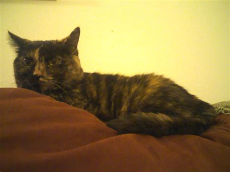 Nesne Object Detection Dataset By Nesnetespiti