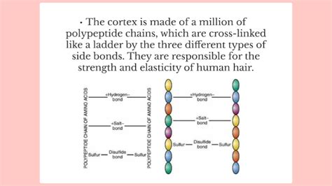 Polypeptide Chain In Hair