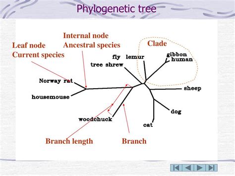 PPT Parallel Bayesian Phylogenetic Inference PowerPoint Presentation ID 4446982
