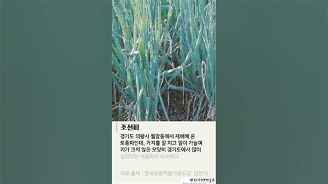 7 파 조선파 Youtube