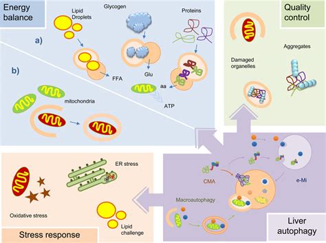 Liver Autophagy Much More Than Just Taking Out The Trash Abstract Europe PMC