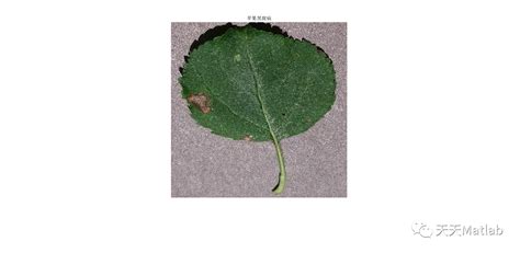 基于最近邻算法实现苹果病害识别附matlab代码最近邻元法matlab Csdn博客