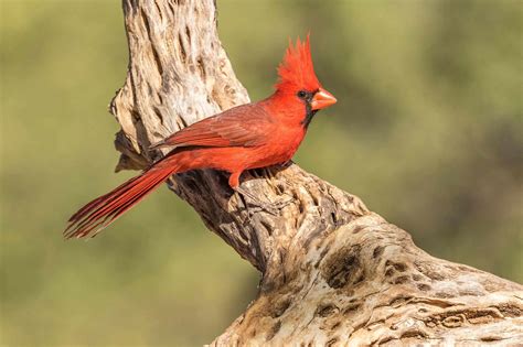 Feathers Of Pride Virginia State Bird The Northern Cardinal