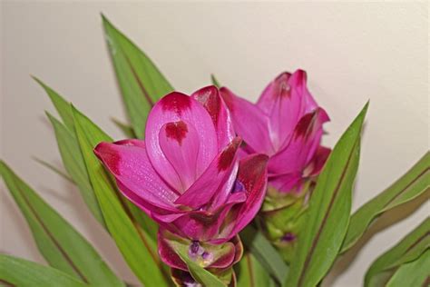 Curcuma Plante Fleur Le Photo Gratuite Sur Pixabay Pixabay