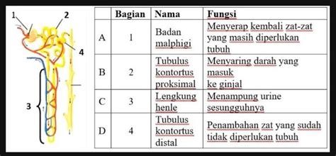 Detail Gambar Nefron Dan Fungsinya Koleksi Nomer 17