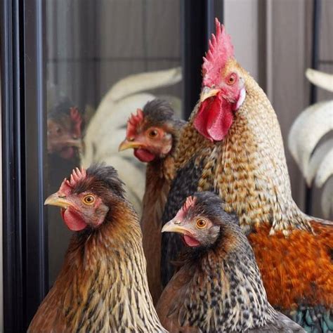 Cackle Hatchery Olive Egger Chicken Cockerel Male 140m Blains