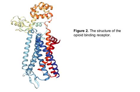 Answered Figure 2 The Structure Of The Opioid Bartleby