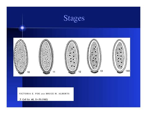 Diffusion Reaction And Biological Pattern Formation