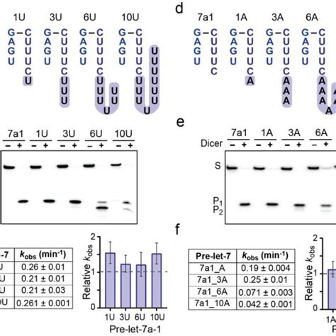 Steady State Kinetics Of Pre Let 7 Rna Cleavage By Dicer A Typical
