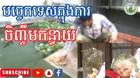 Agriculture នាទីកសិកម្ម I ការចិញ្ចឹមកន្ធាយ Youtube