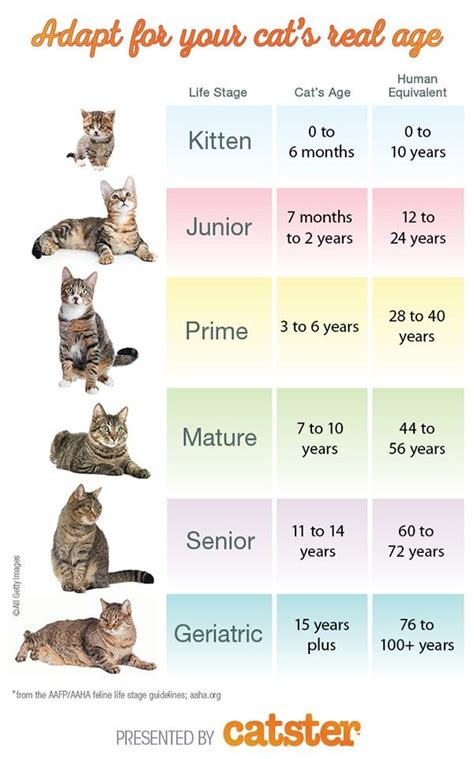 Cat Age Size Chart How Do Cats Talk To Each Other