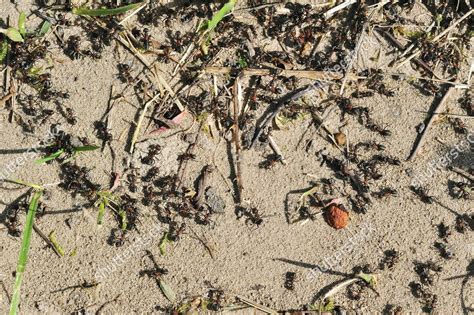 Black Backed Meadow Ants Formica Pratensis Formica Editorial Stock