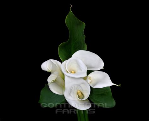 Standard Calla Lily Bouquet Continental Farms