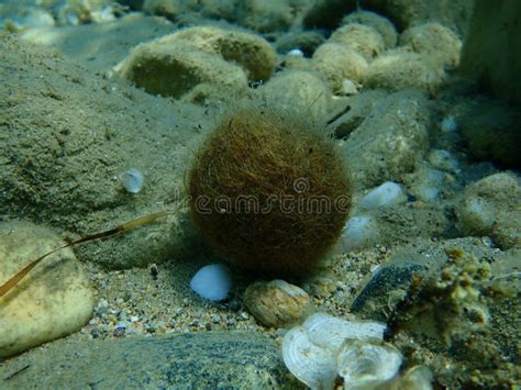 Seagrass Neptune Ball From Neptune Grass Or Mediterranean Tapeweed