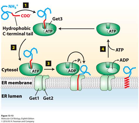 Tail Anchored Proteins Diagram Quizlet