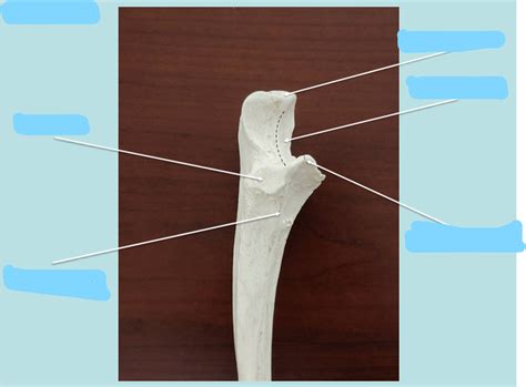 anatomy exam 3 12 diagram quizlet