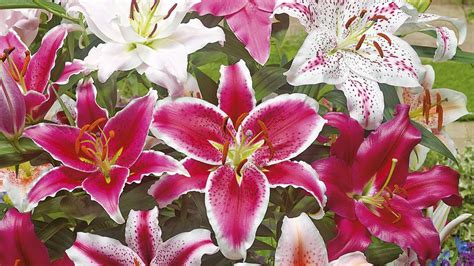 A Liliom Termesztése I Pro Agricultura Carpatika